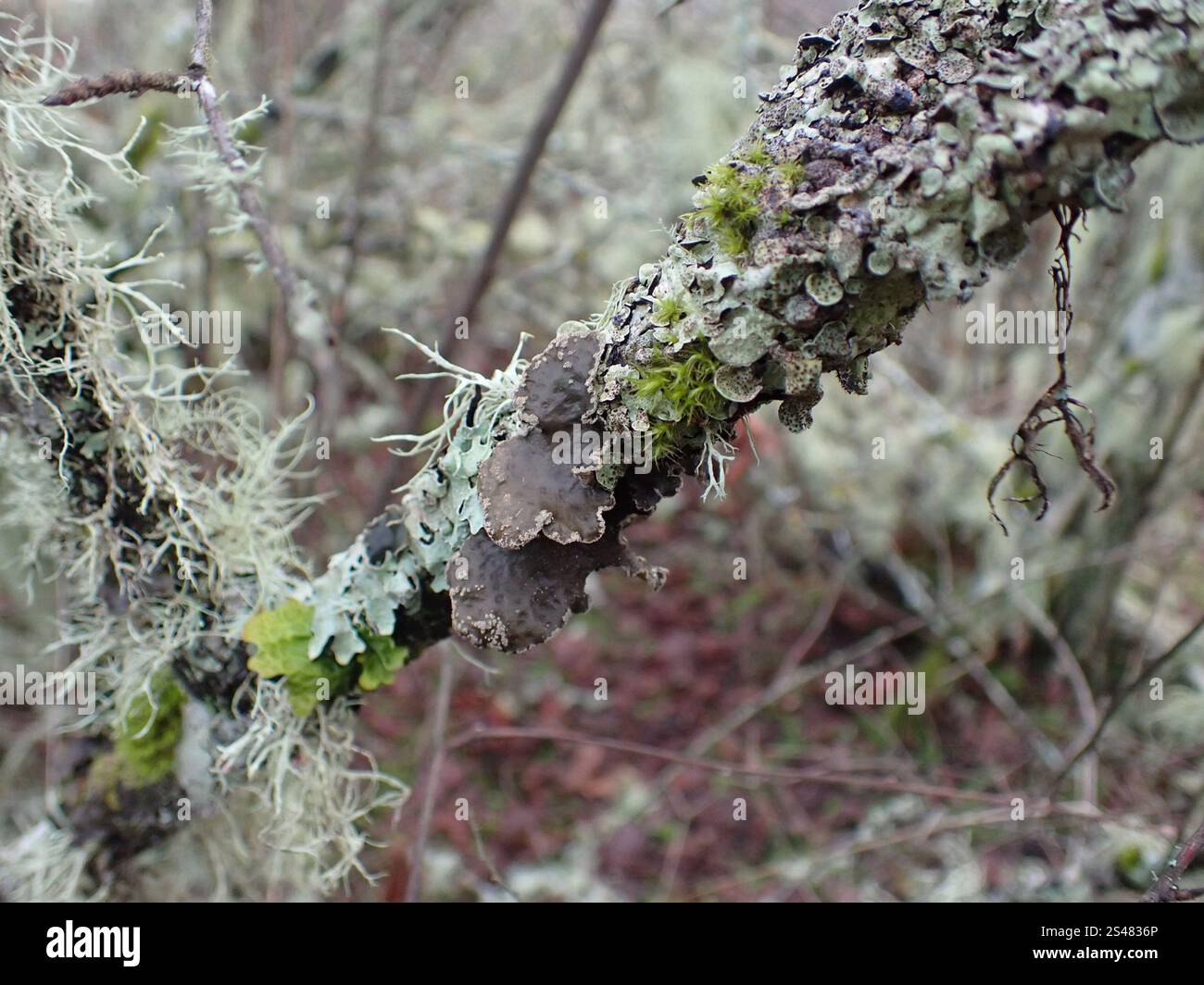 Powdered Moon Lichen (Sticta limbata Stock Photo - Alamy