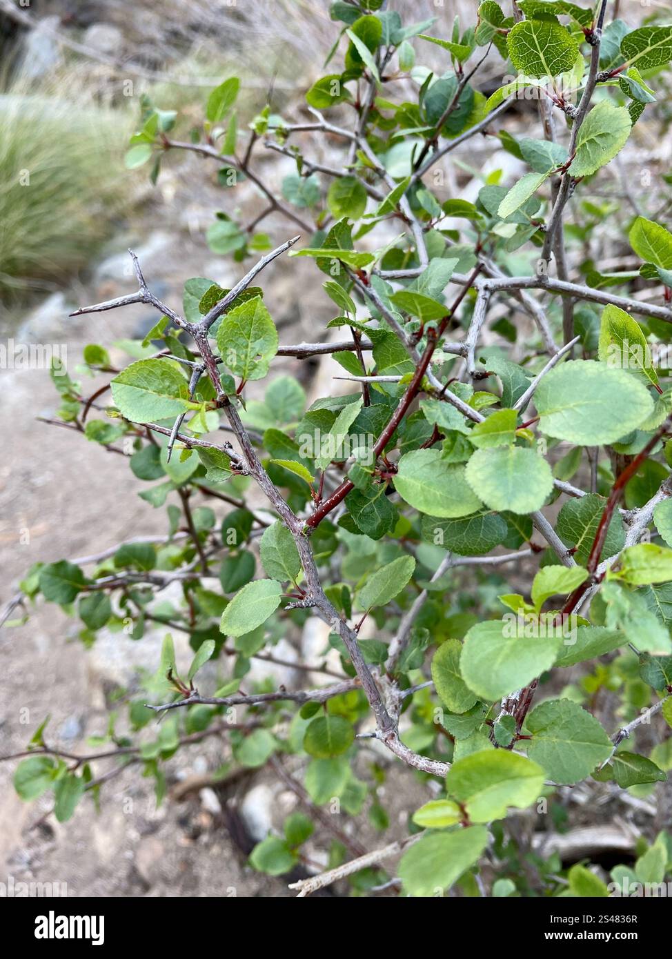 Desert Apricot (Prunus fremontii Stock Photo - Alamy