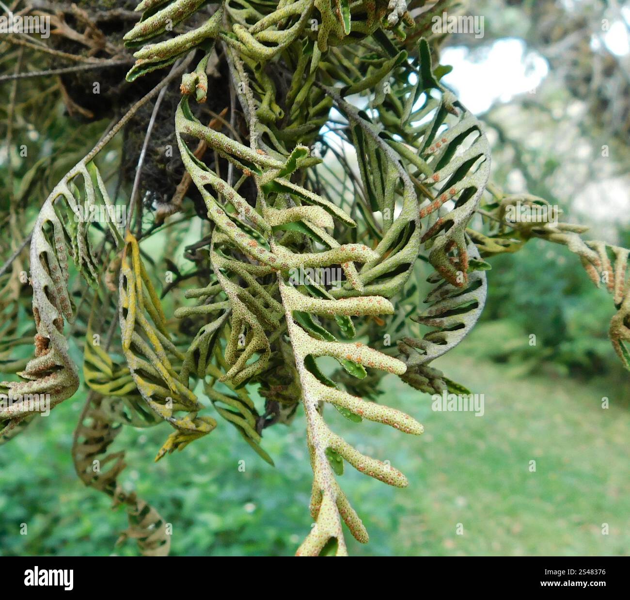 resurrection fern (Pleopeltis michauxiana Stock Photo - Alamy