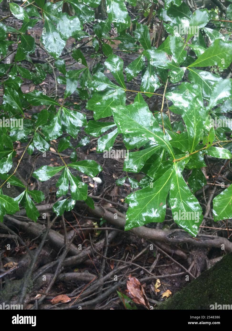 water oak (Quercus nigra Stock Photo - Alamy