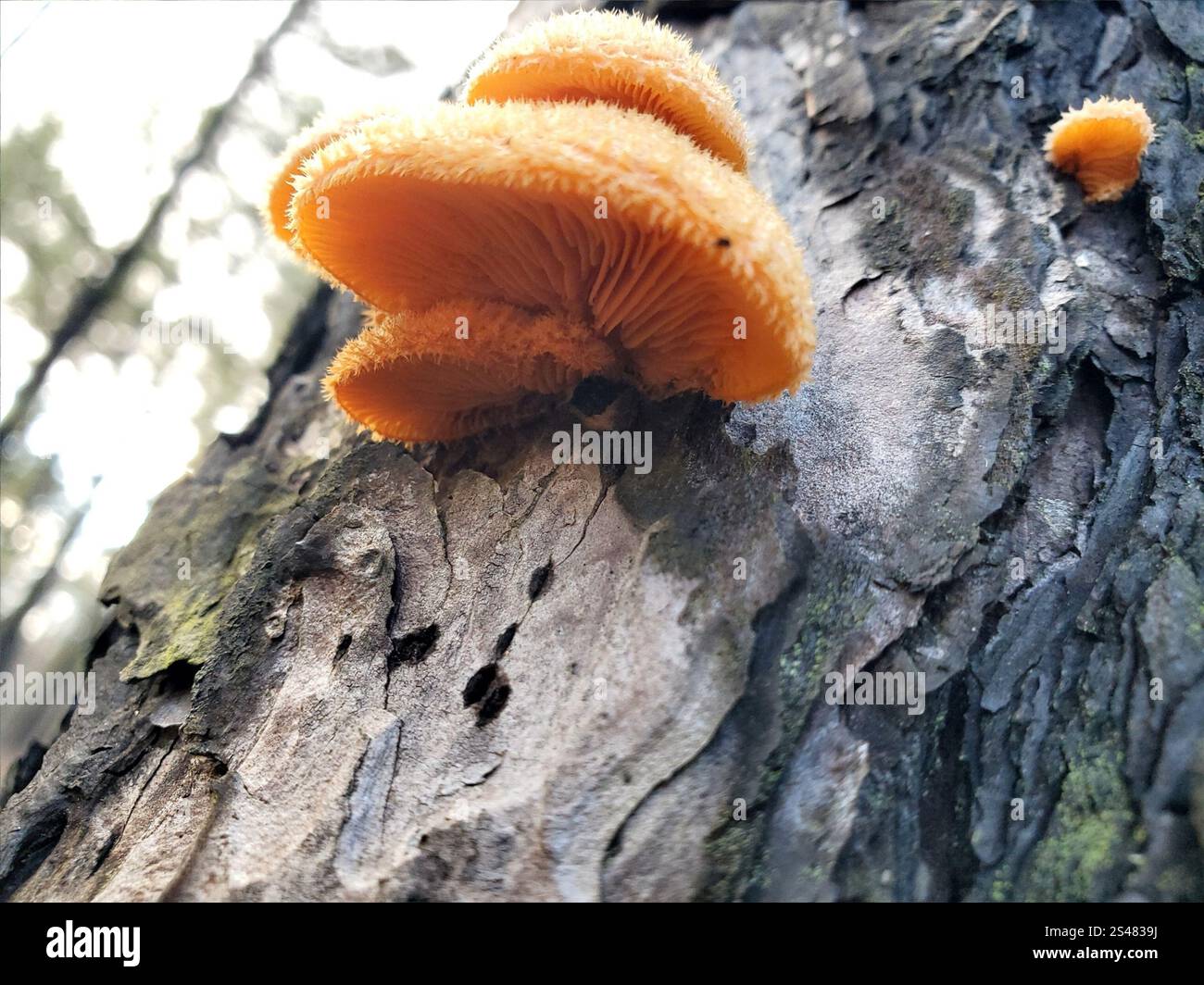 Stinking Orange Oyster (Phyllotopsis nidulans Stock Photo - Alamy