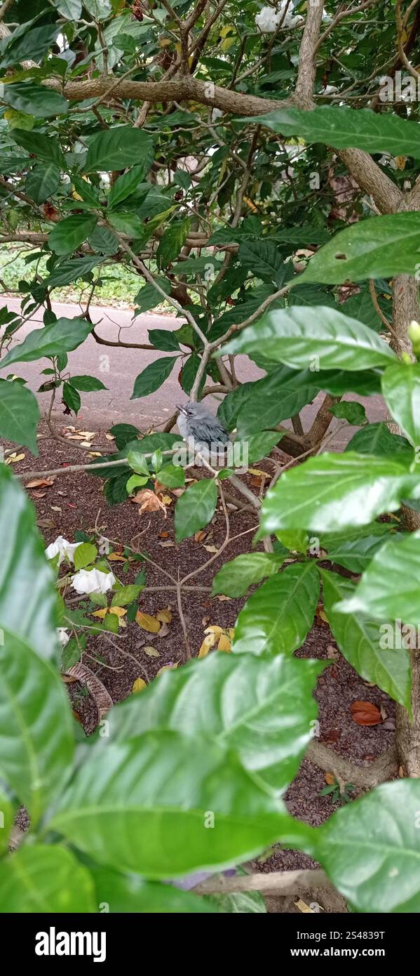 Sayaca Tanager (Thraupis sayaca Stock Photo - Alamy