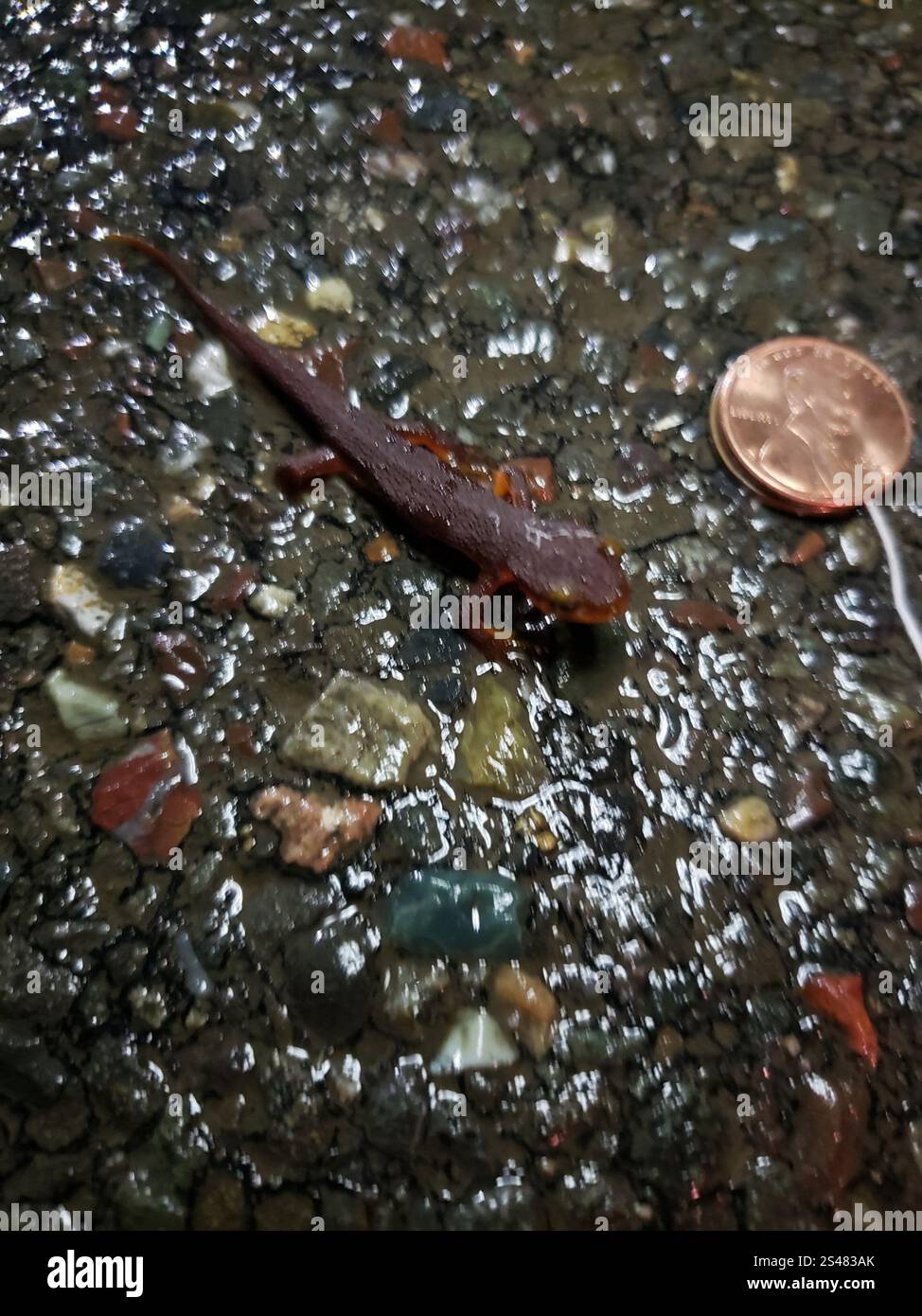 California Newt (Taricha torosa Stock Photo - Alamy