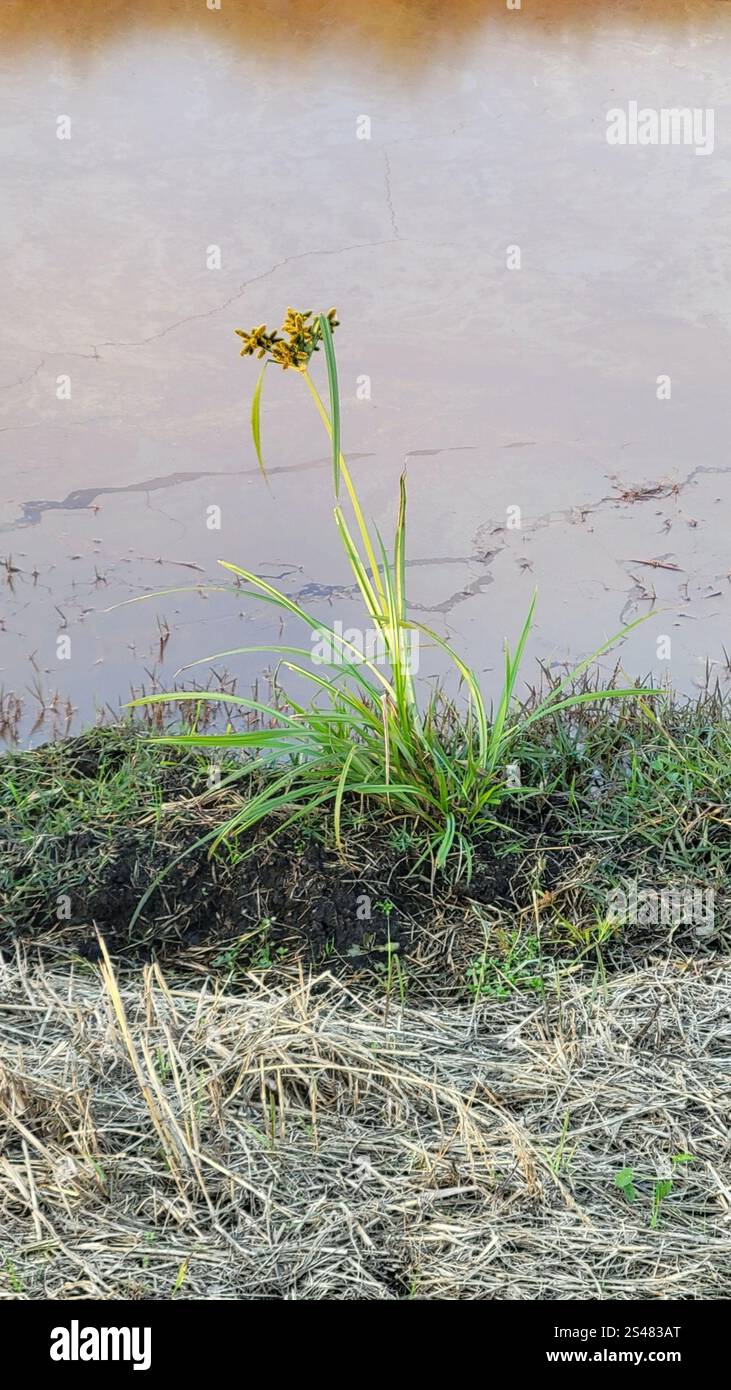 Fragrant flatsedge (Cyperus odoratus Stock Photo - Alamy
