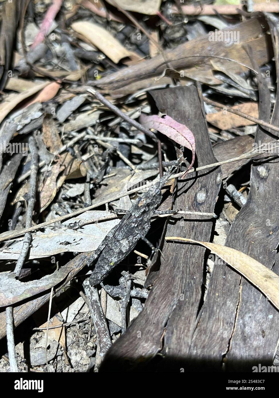 Bark-mimicking Grasshopper (Coryphistes ruricola Stock Photo - Alamy