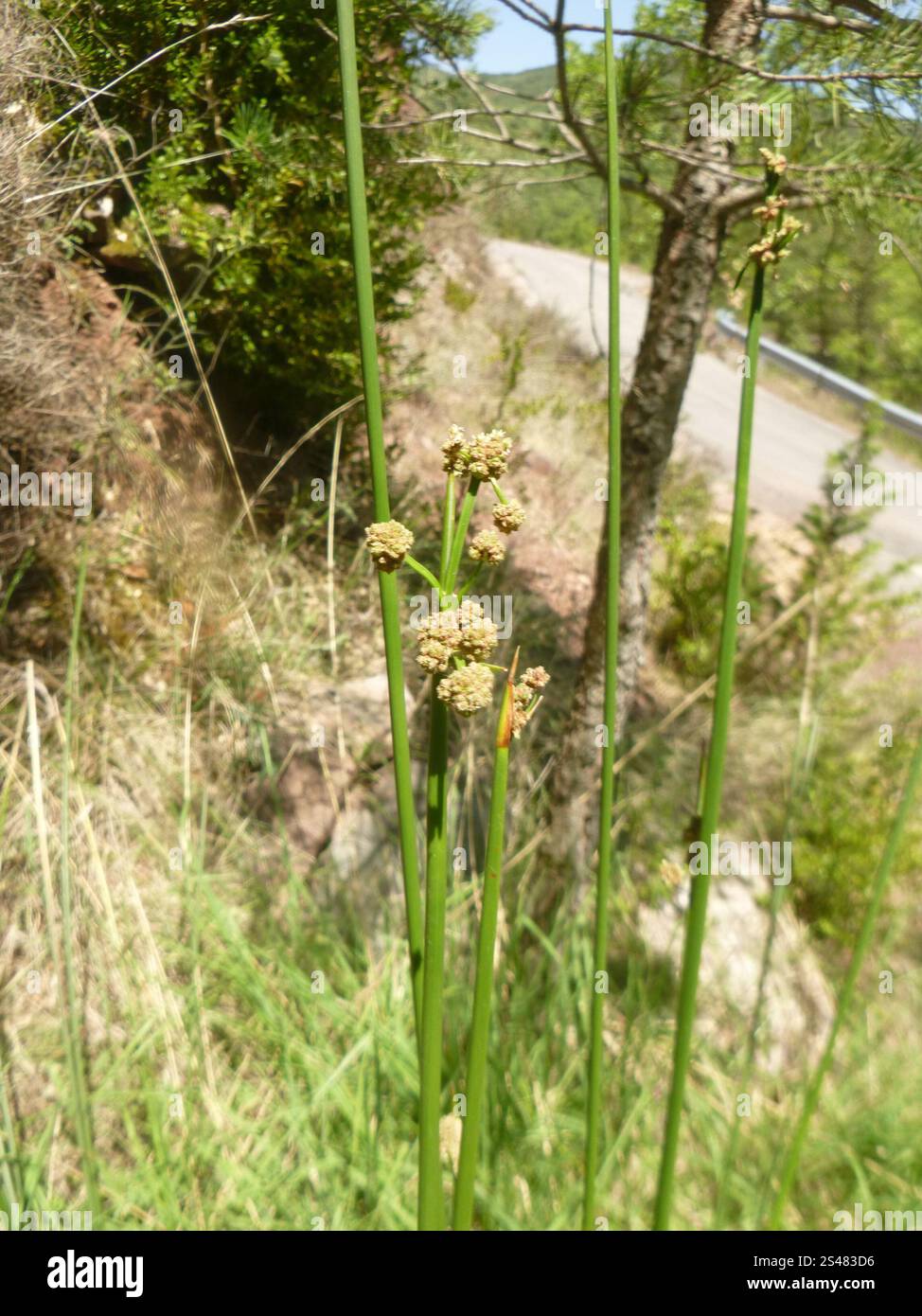 Round-headed Clubrush (Scirpoides holoschoenus Stock Photo - Alamy