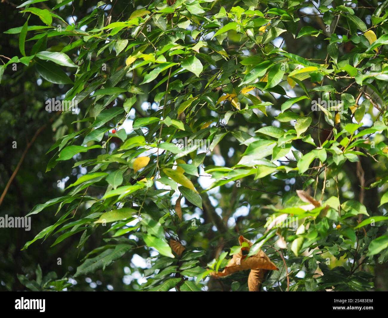 King's Fig (Ficus ampelos Stock Photo - Alamy