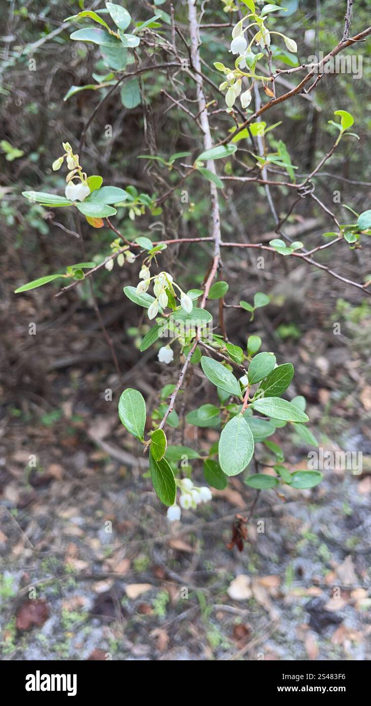 sparkleberry (Vaccinium arboreum Stock Photo - Alamy
