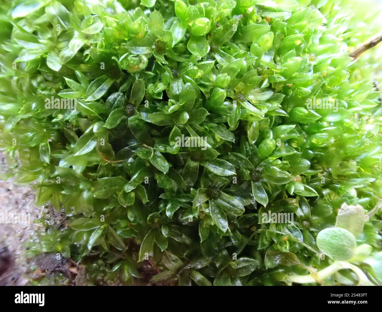 Water Screw-moss (Syntrichia latifolia Stock Photo - Alamy