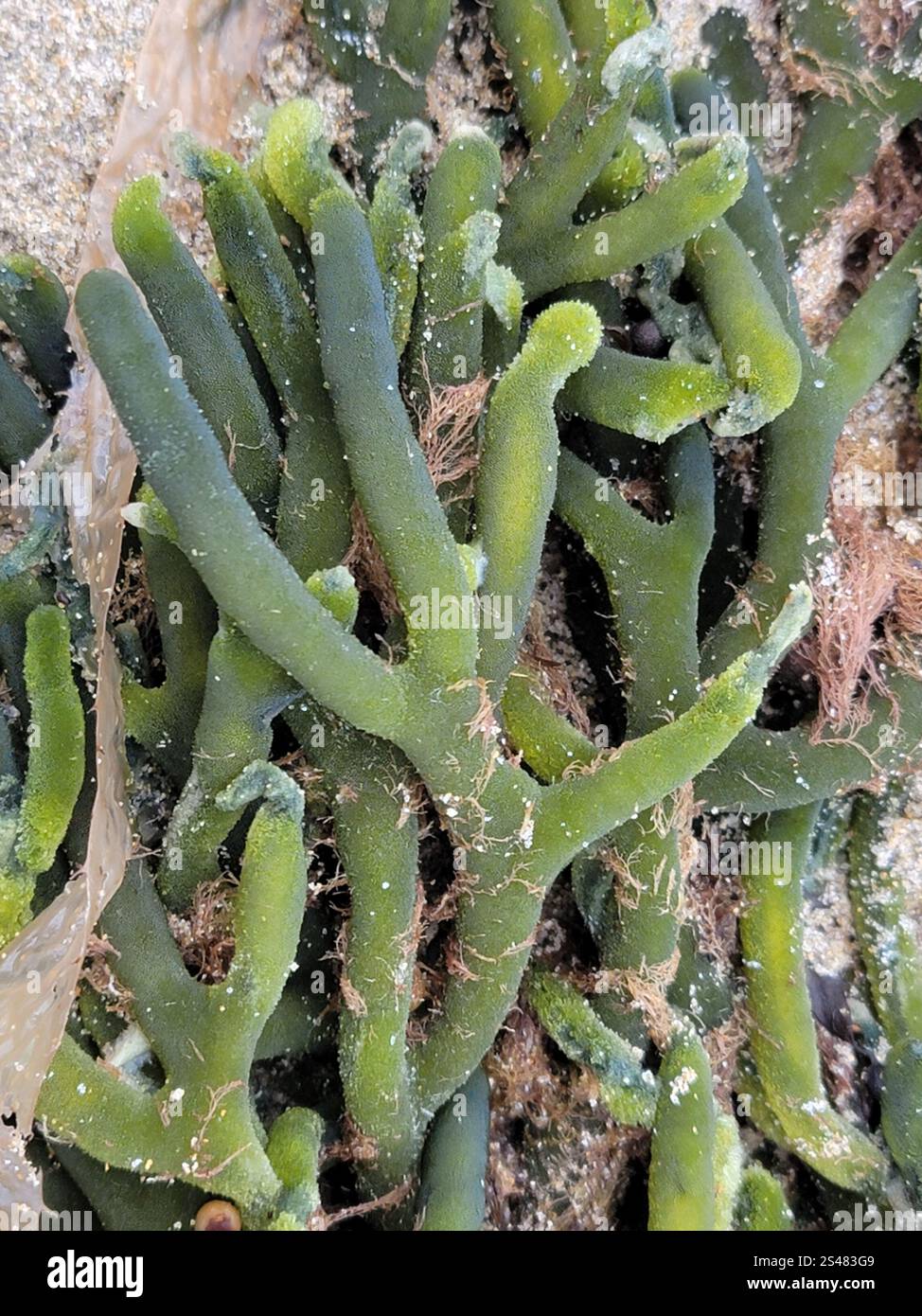 Dead Man's Fingers (Codium fragile Stock Photo - Alamy