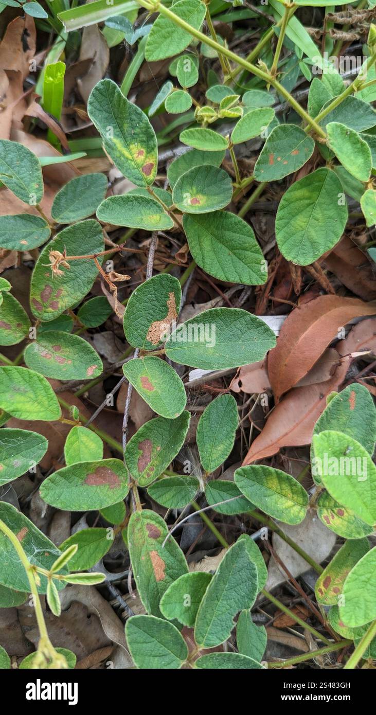 Rusty tick-trefoil (Desmodium rhytidophyllum Stock Photo - Alamy