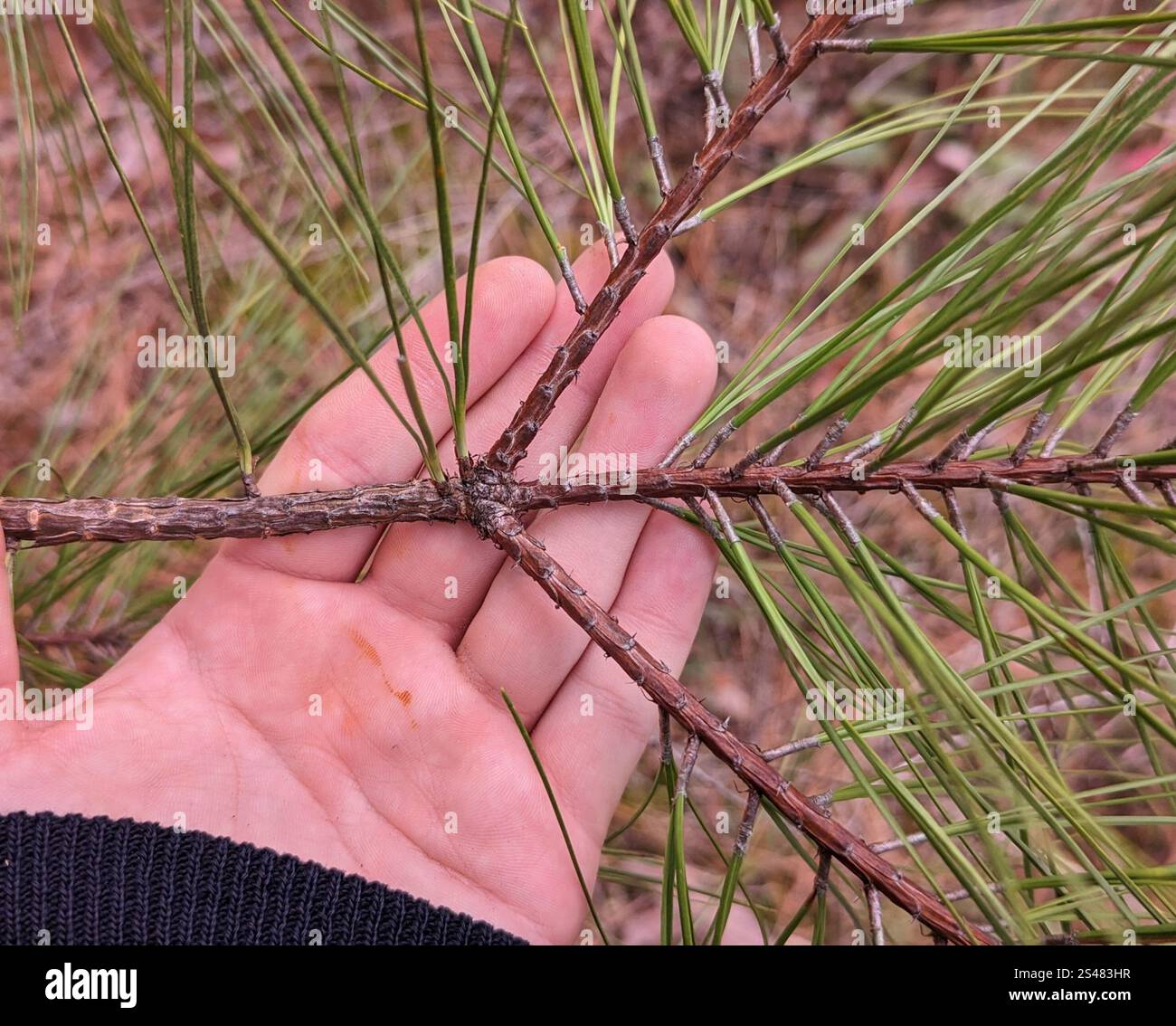 loblolly pine (Pinus taeda Stock Photo - Alamy