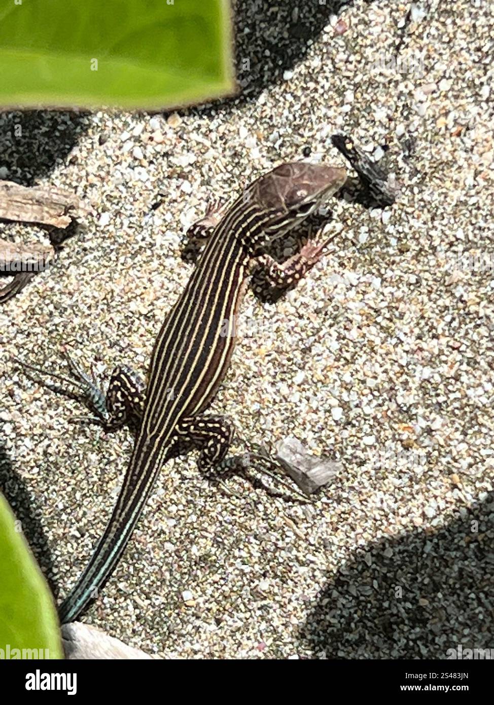 Blackbelly Racerunner (Aspidoscelis deppii Stock Photo - Alamy