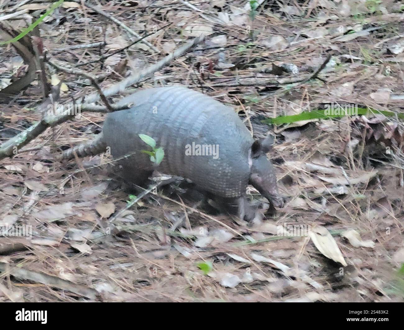 Nine-banded Armadillo (Dasypus novemcinctus Stock Photo - Alamy