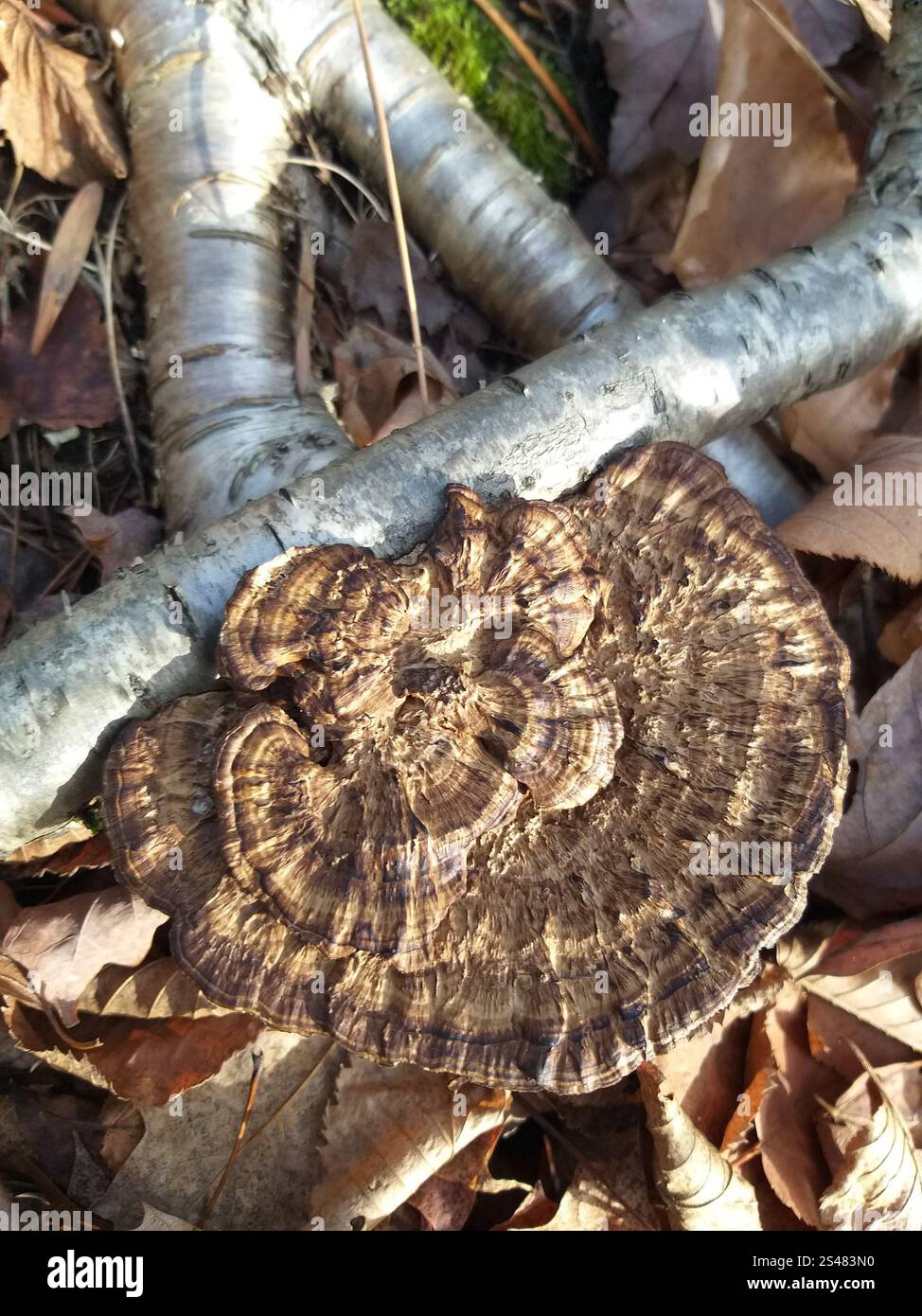 Thin-walled Maze Polypore (Daedaleopsis confragosa Stock Photo - Alamy