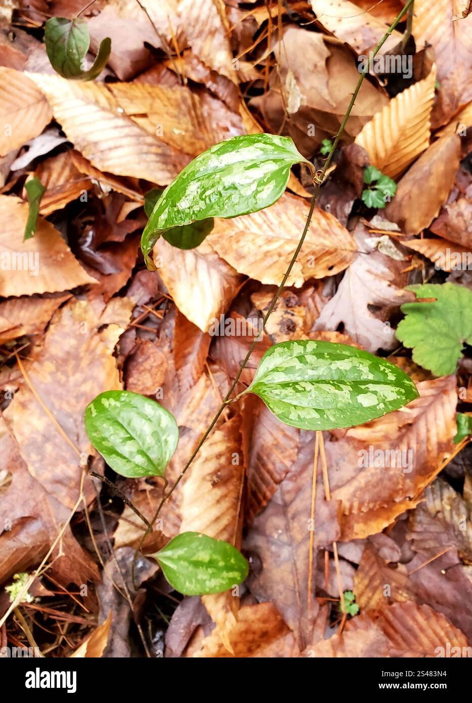 sawbrier (Smilax glauca Stock Photo - Alamy