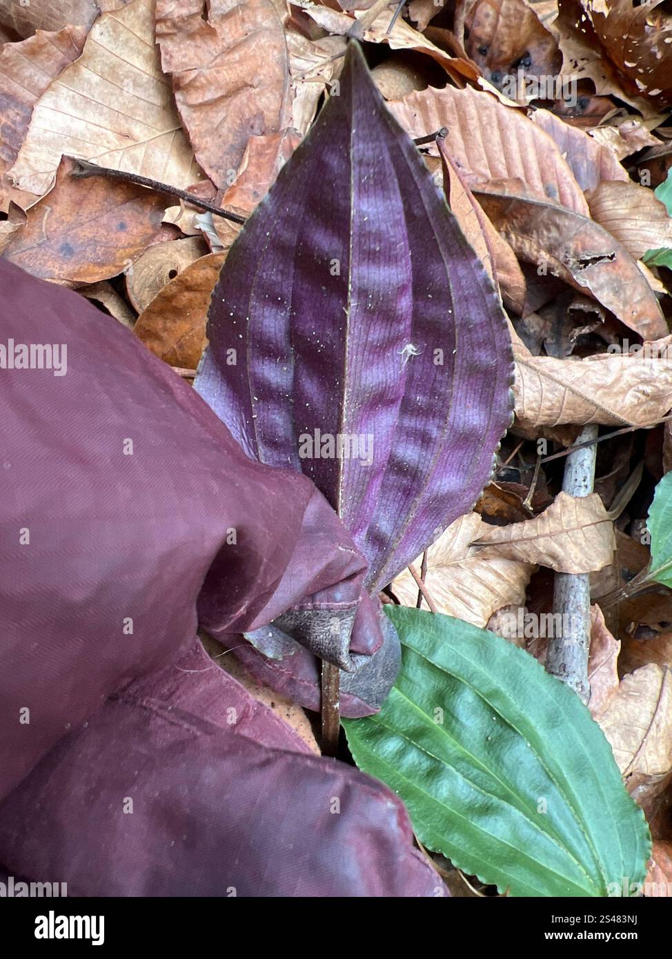 crane-fly orchid (Tipularia discolor Stock Photo - Alamy