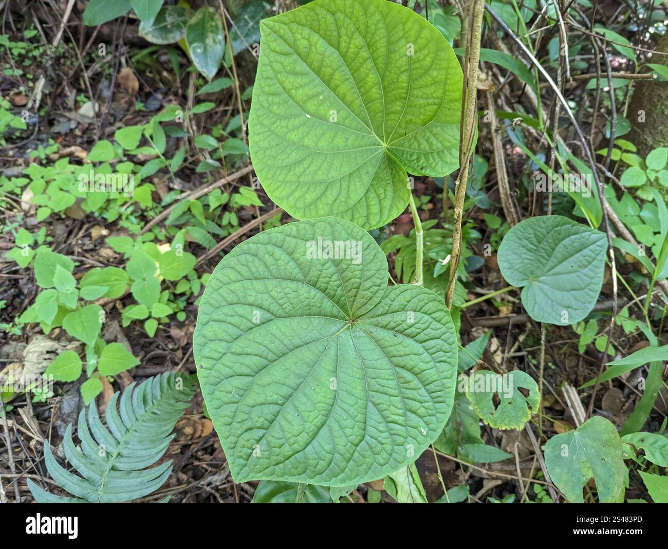 pariparoba (Piper umbellatum Stock Photo - Alamy
