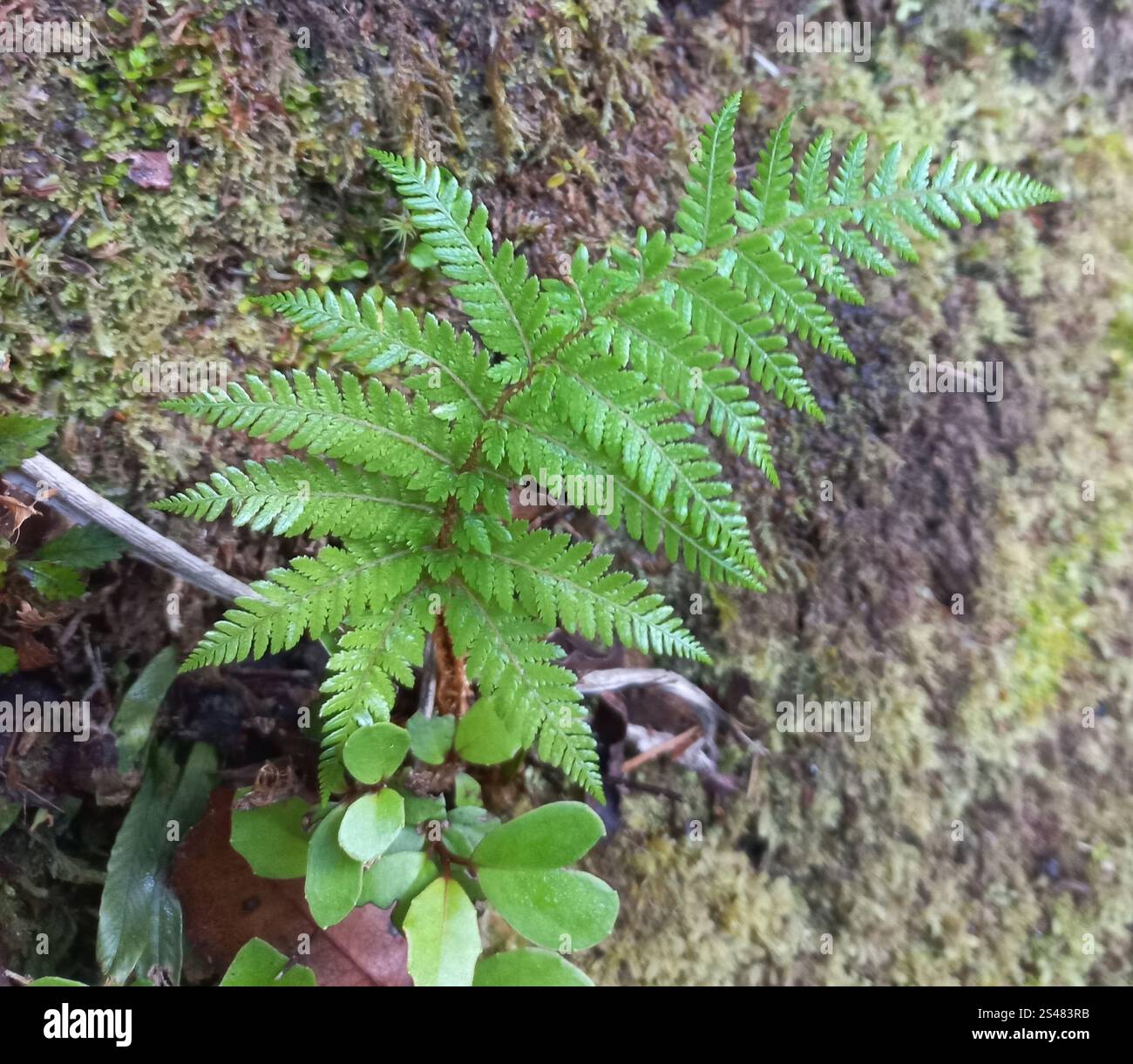 Smith's tree fern (Cyathea smithii Stock Photo - Alamy