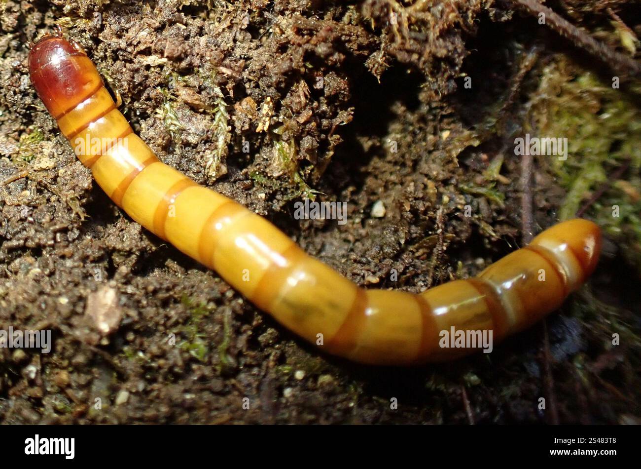 Water, Rove, Scarab, Long-horned, Leaf, and Snout Beetles (Polyphaga ...