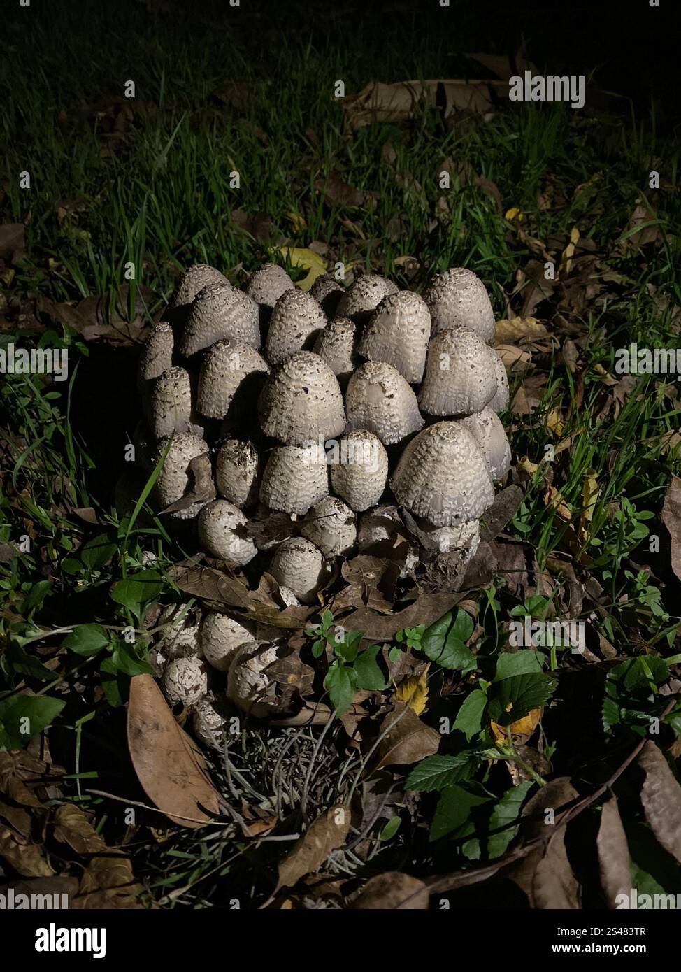 scaly ink cap (Coprinopsis variegata Stock Photo - Alamy