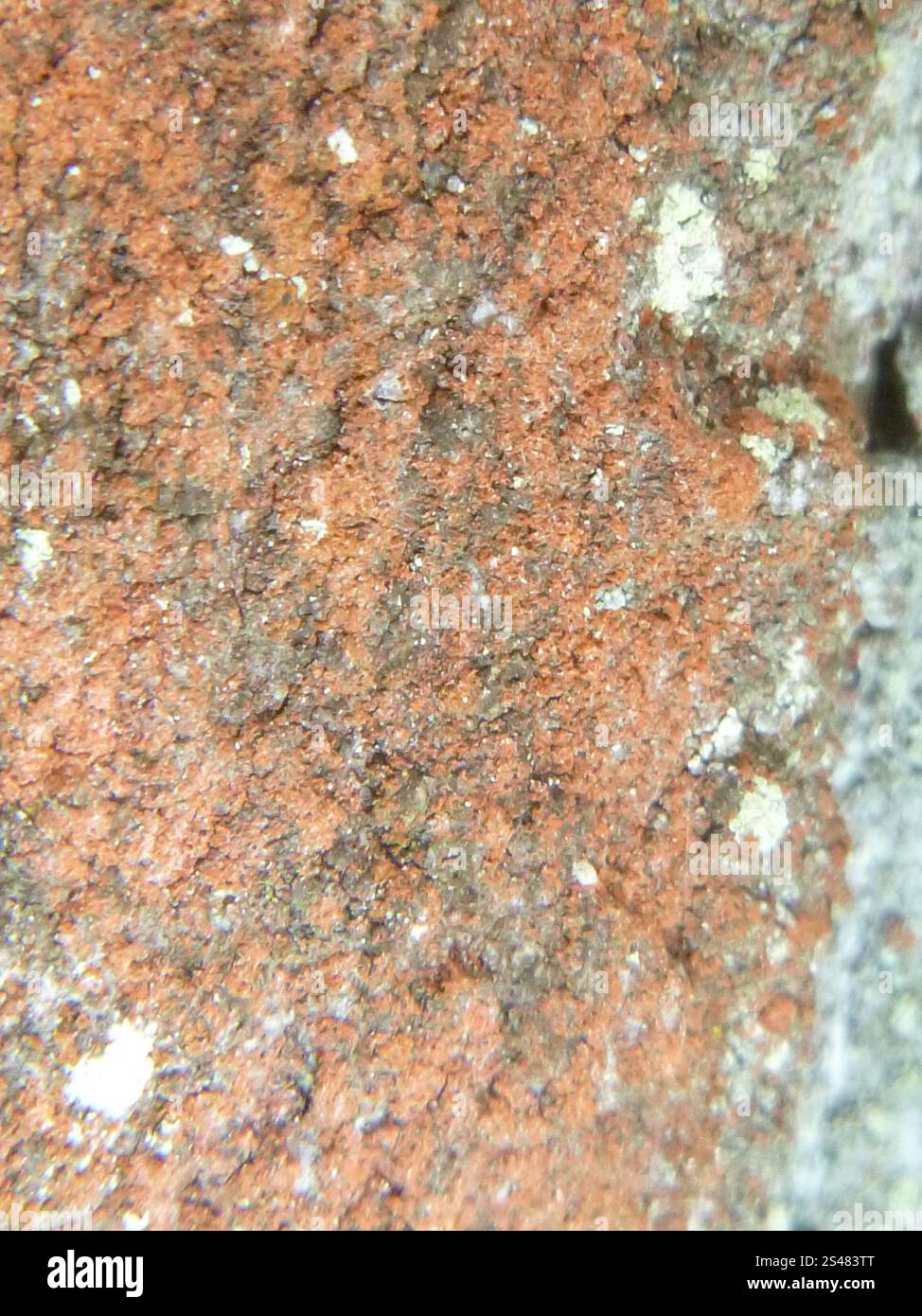 Orange Terrestrial Algae (Trentepohliales Stock Photo - Alamy