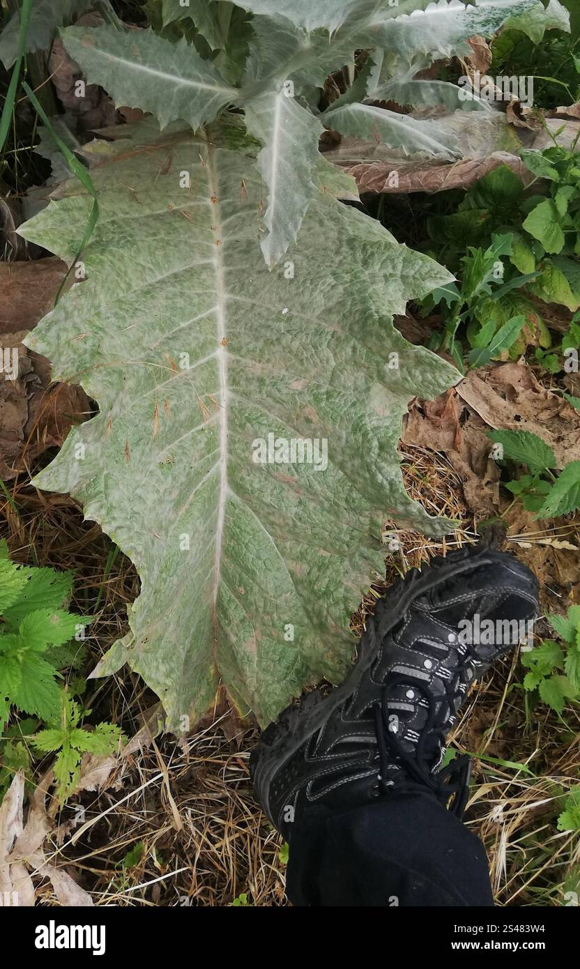cotton thistle (Onopordum acanthium Stock Photo - Alamy