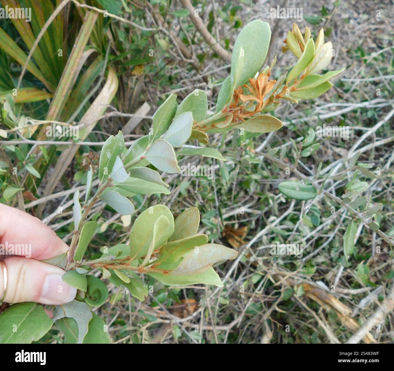 coastal plain staggerbush (Lyonia fruticosa Stock Photo - Alamy