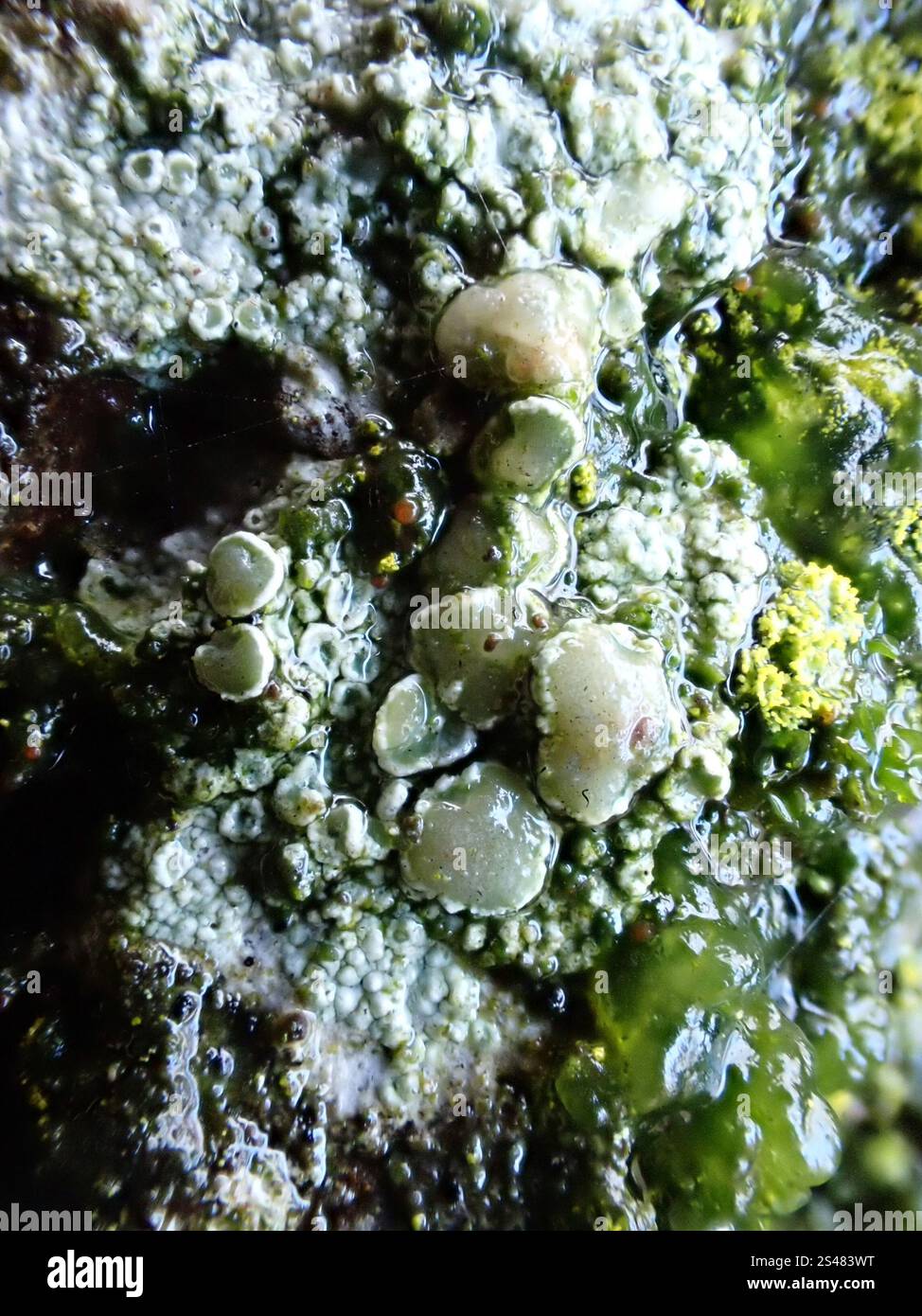 rim lichens, disc lichens, and allies (Lecanoraceae Stock Photo - Alamy