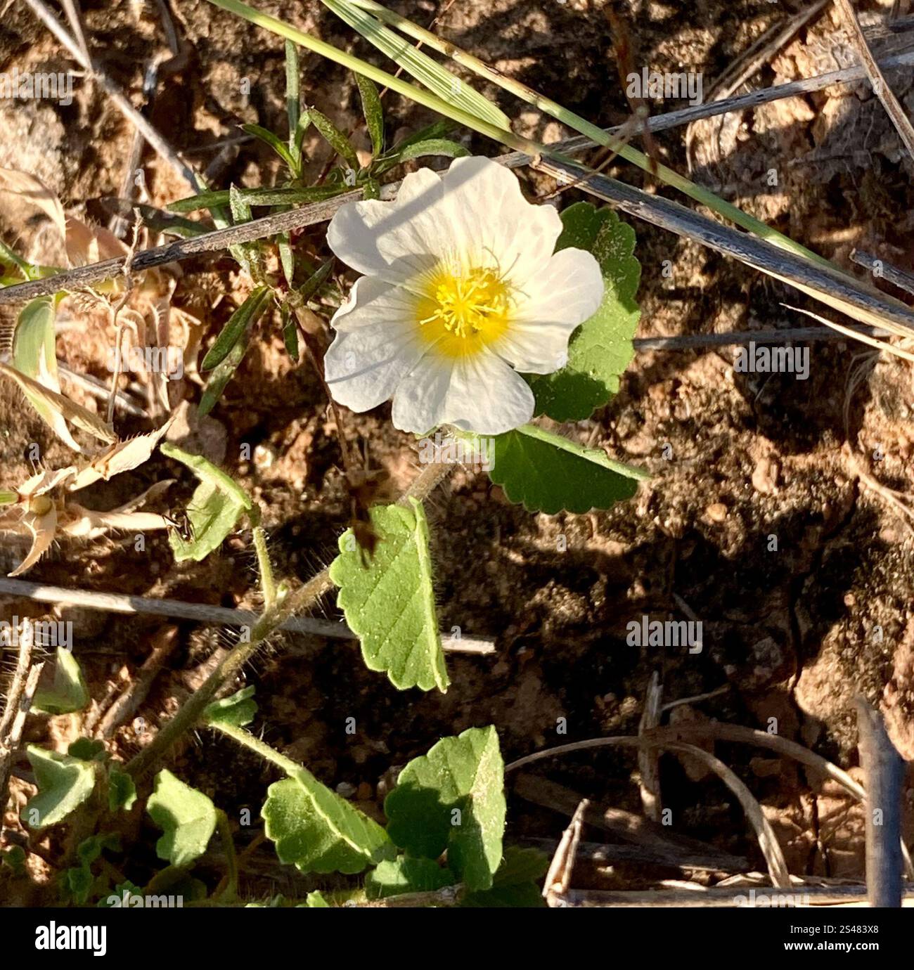 spreading sida (Sida abutilifolia Stock Photo - Alamy