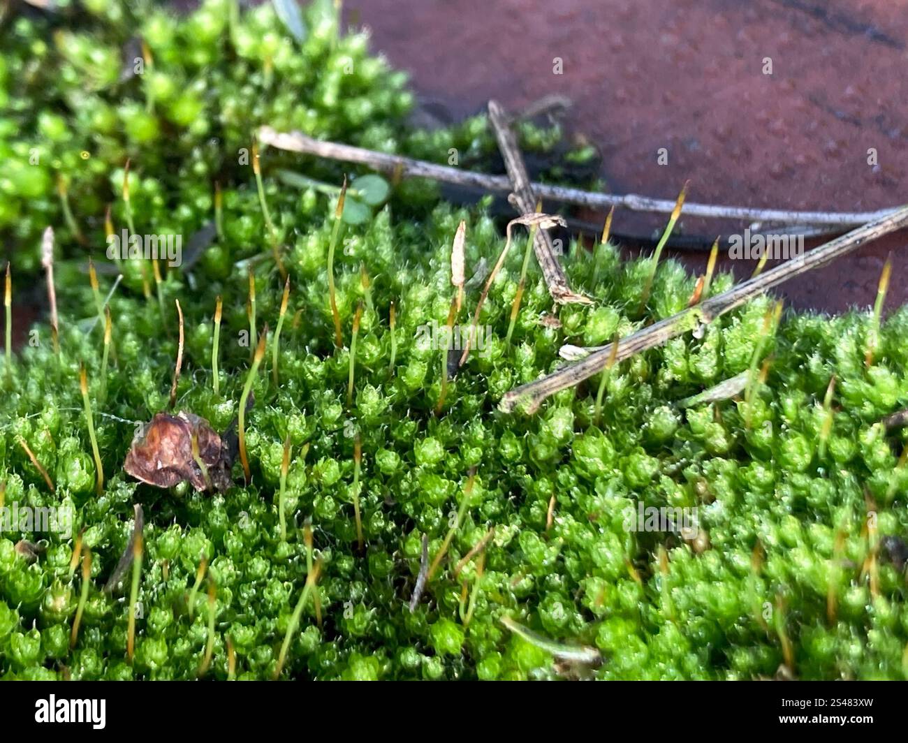 Capillary Thread-moss (Ptychostomum capillare Stock Photo - Alamy