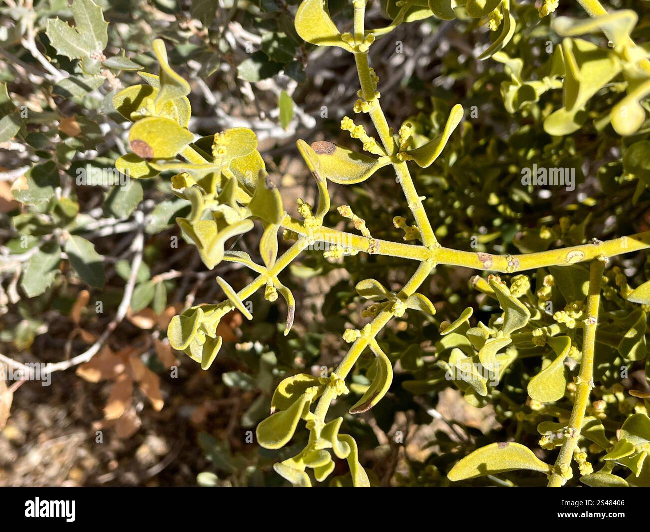 American Mistletoe (Phoradendron leucarpum Stock Photo - Alamy