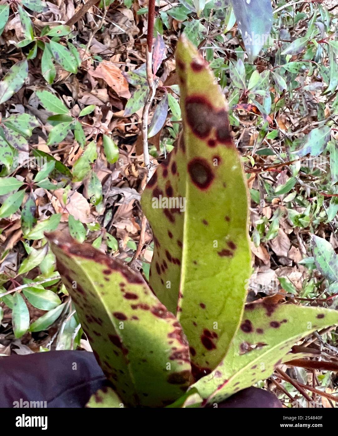 Mountain Laurel Leaf Spot (Mycosphaerella colorata Stock Photo - Alamy