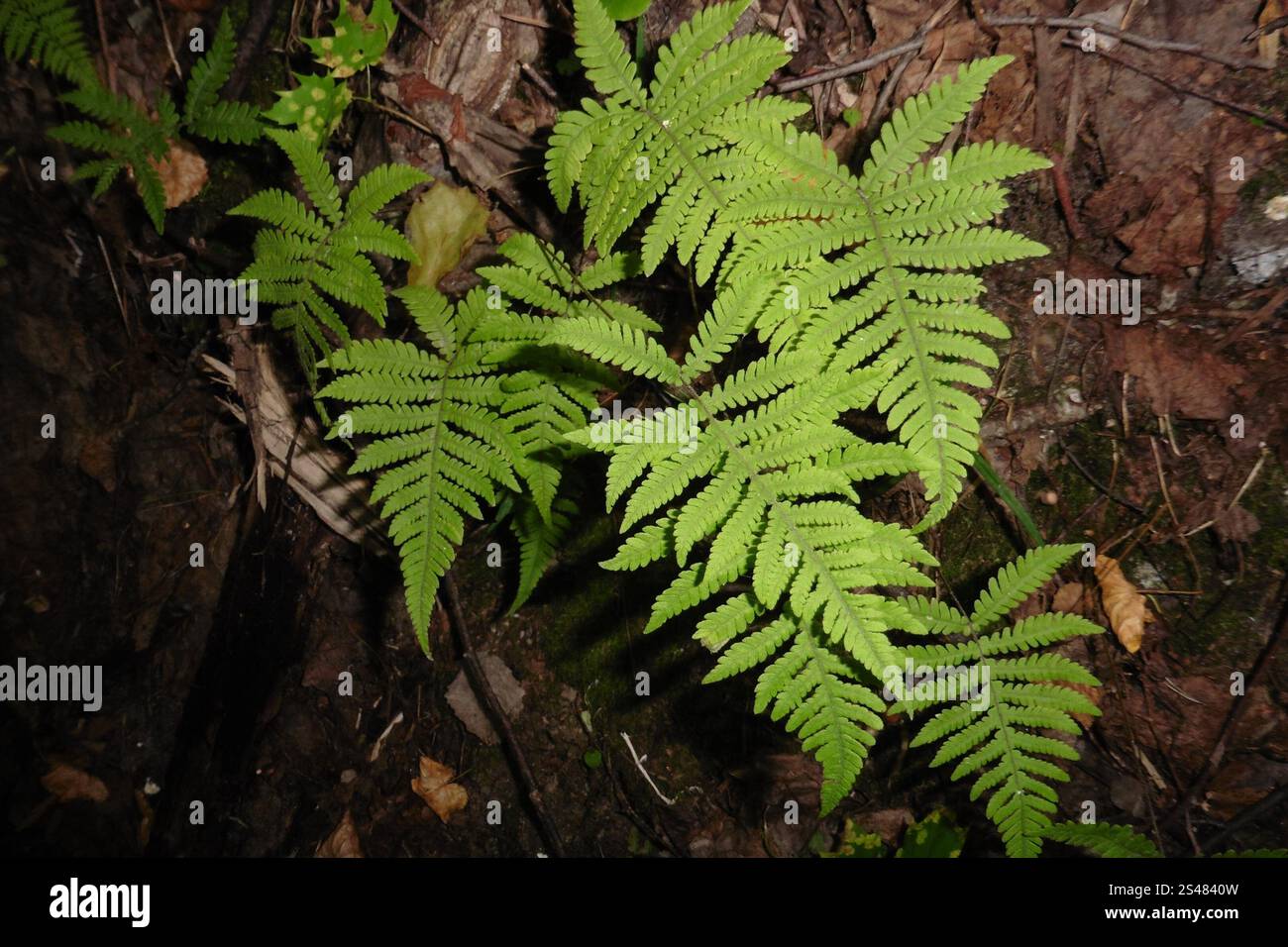 long beech fern (Phegopteris connectilis Stock Photo - Alamy