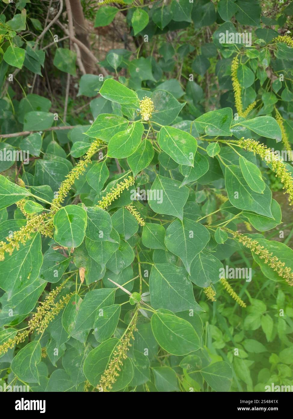 Chinese Tallow (Triadica sebifera Stock Photo - Alamy