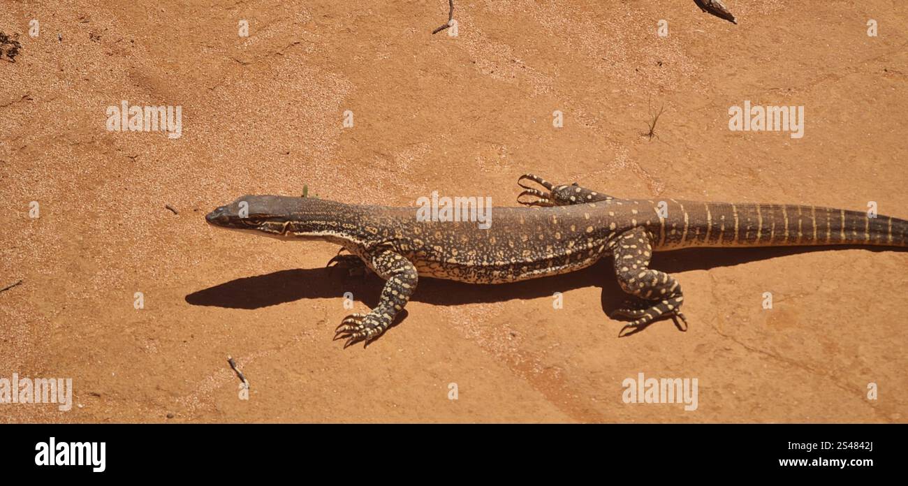 Sand Goanna (Varanus gouldii Stock Photo - Alamy