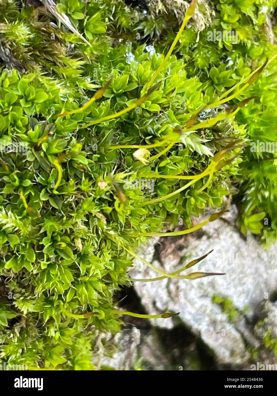 Wall Screw-moss (Tortula muralis Stock Photo - Alamy