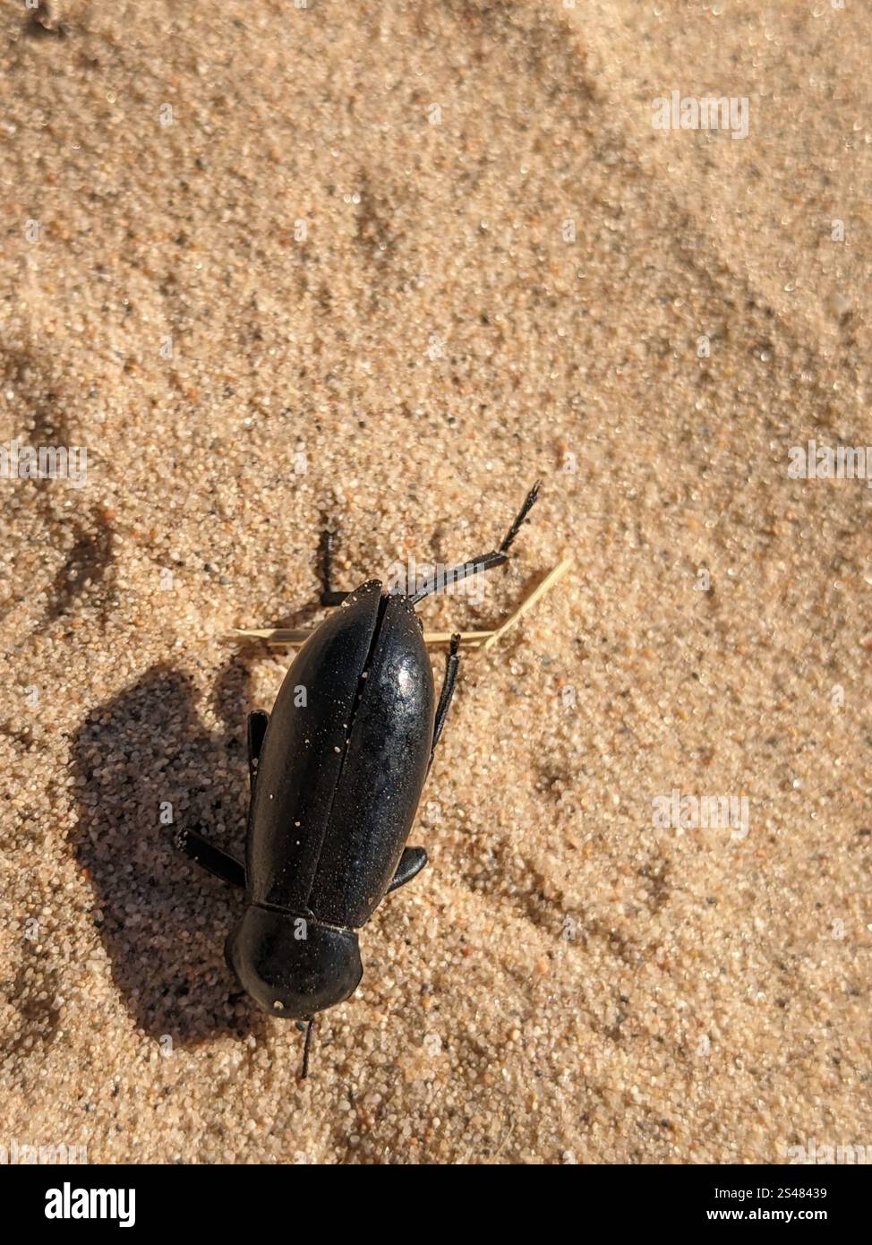 Armored Stink Beetle (Eleodes armata Stock Photo - Alamy