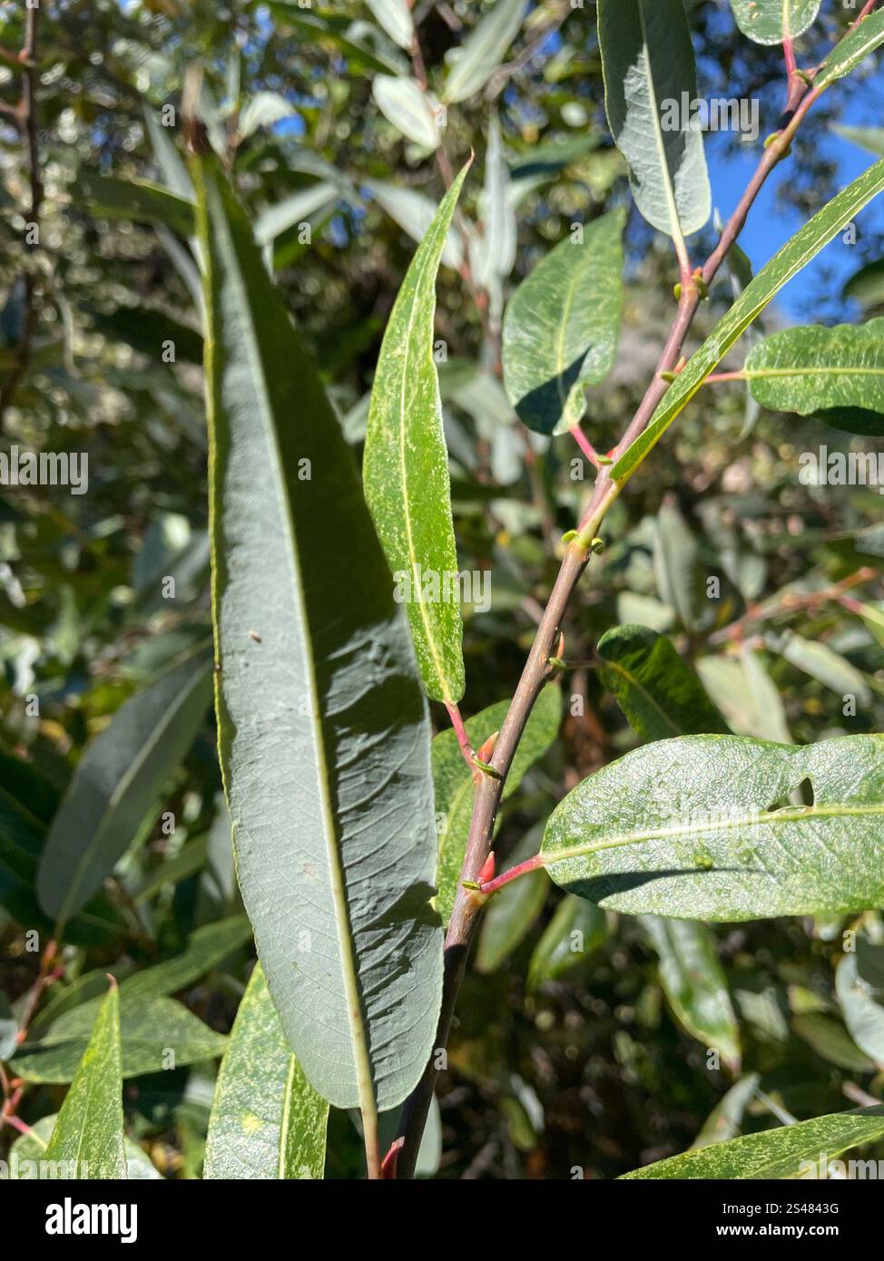 red willow (Salix laevigata Stock Photo - Alamy
