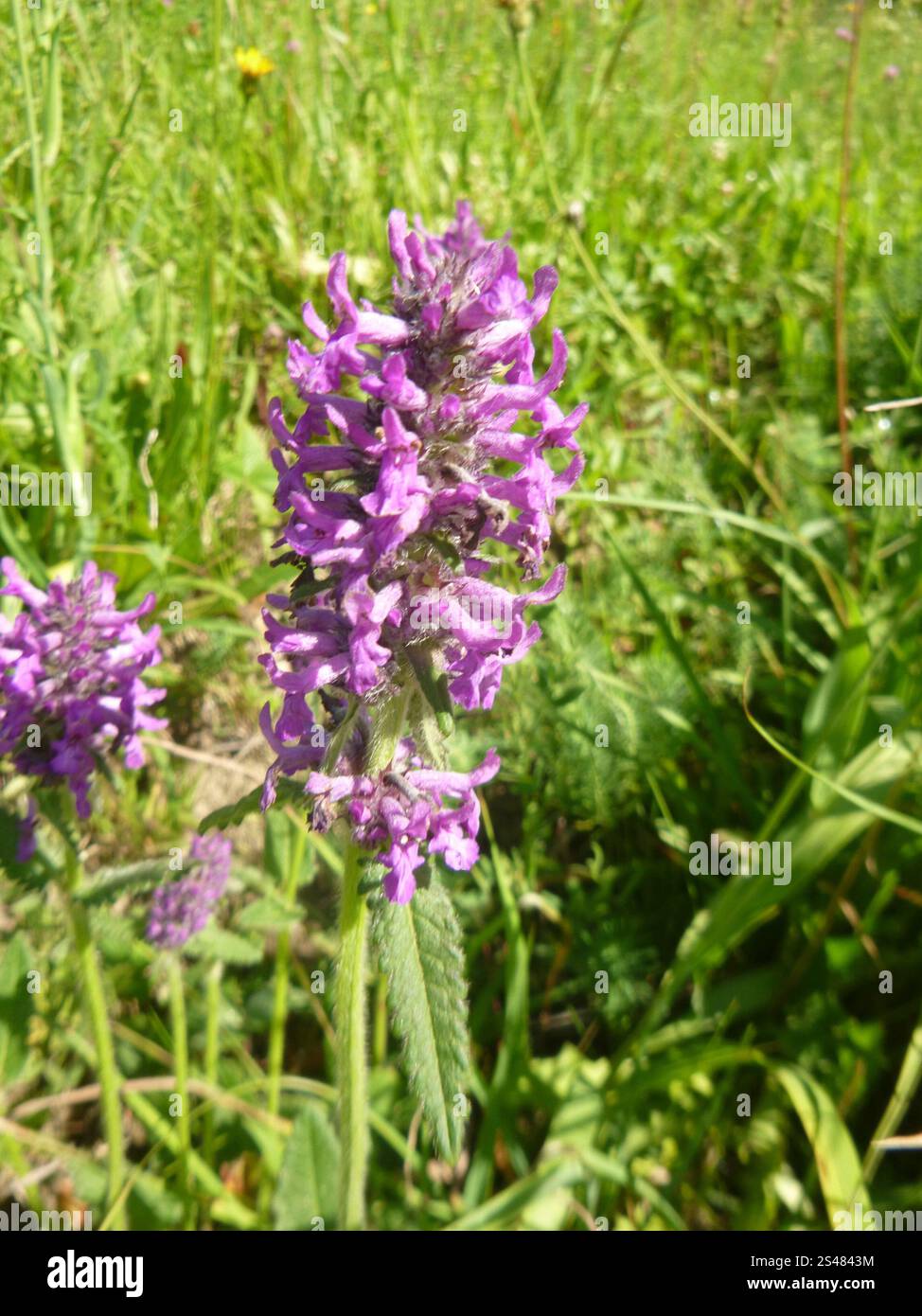 common hedge-nettle (Betonica officinalis Stock Photo - Alamy