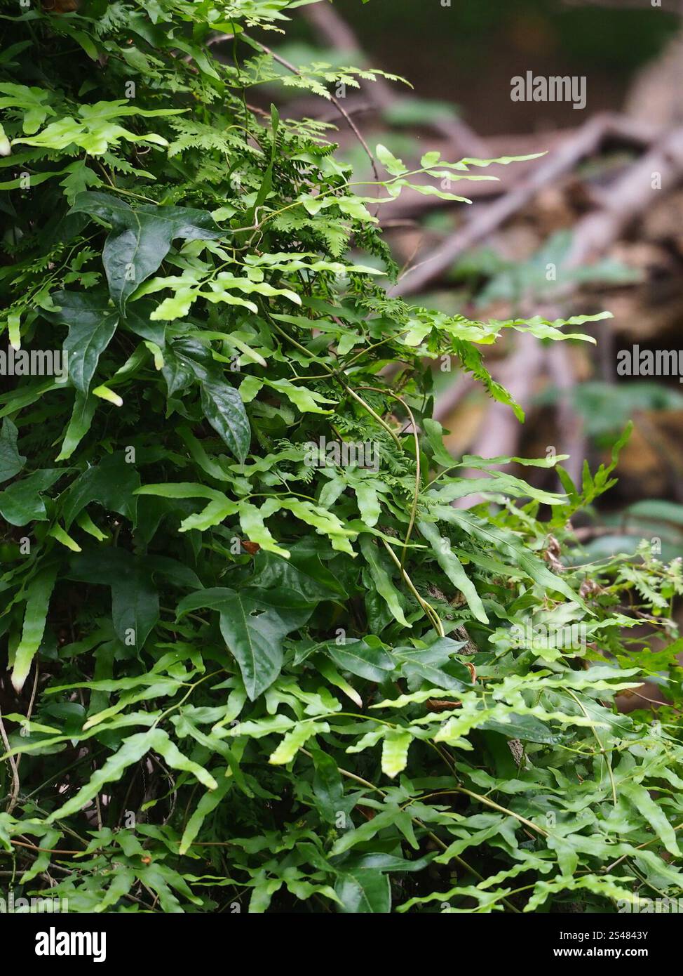 Japanese climbing fern (Lygodium japonicum Stock Photo - Alamy
