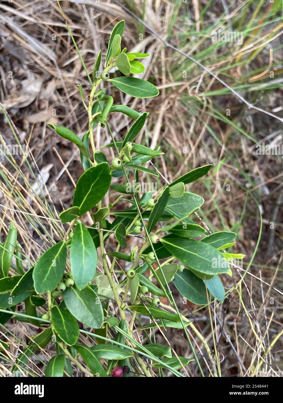 gallberry (Ilex glabra Stock Photo - Alamy
