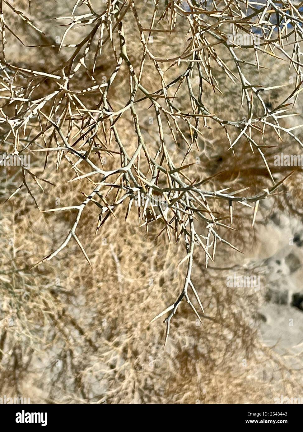 Smoke Tree (Psorothamnus spinosus Stock Photo - Alamy
