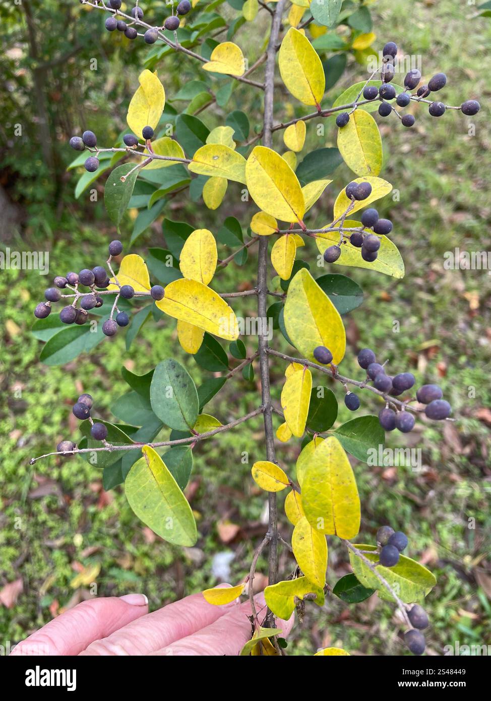 Chinese privet (Ligustrum sinense Stock Photo - Alamy