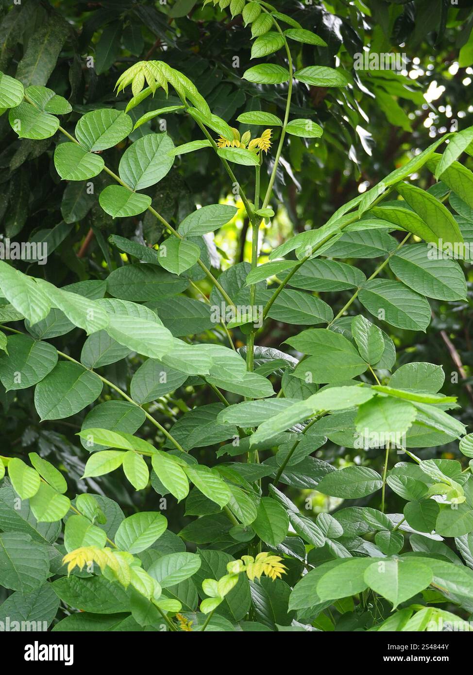 African tulip tree (Spathodea campanulata Stock Photo - Alamy