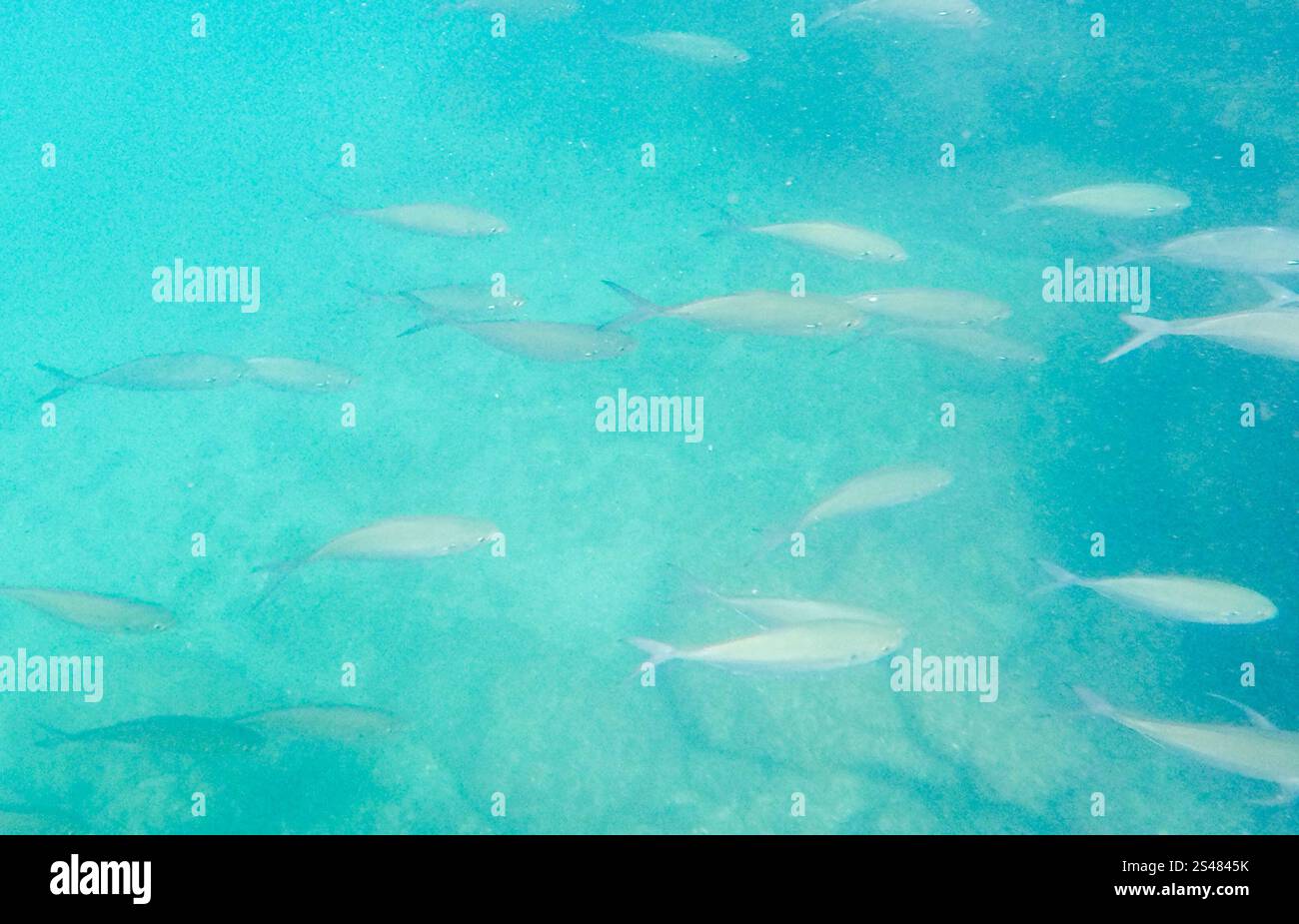 Ray-finned Fishes (Actinopterygii Stock Photo - Alamy