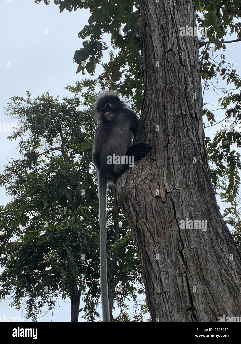 Dusky Leaf Monkey (Trachypithecus obscurus Stock Photo - Alamy