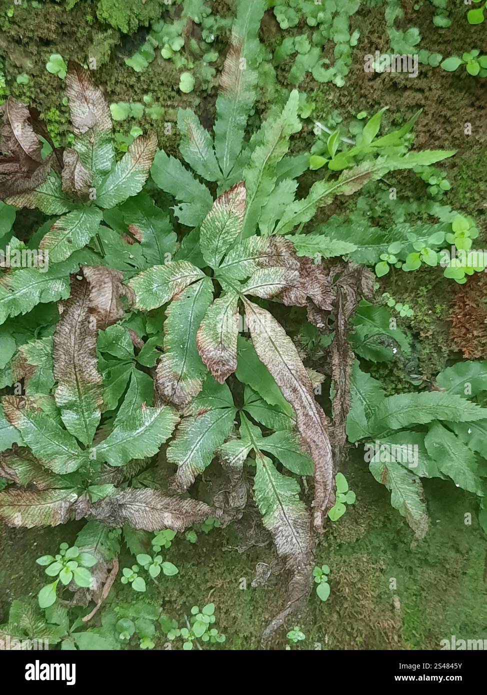spider brake (Pteris multifida Stock Photo - Alamy