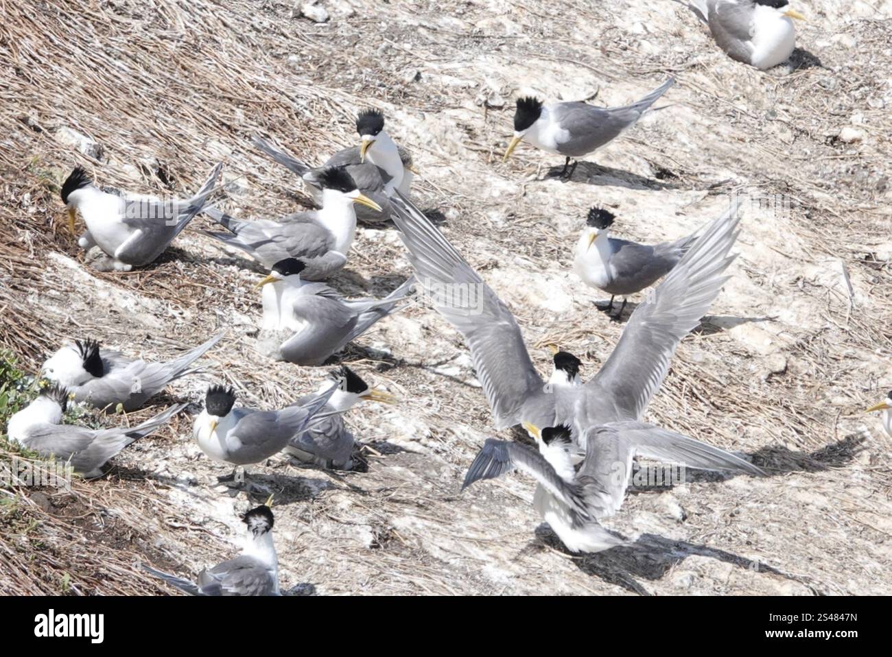 Great Crested Tern (Thalasseus bergii Stock Photo - Alamy