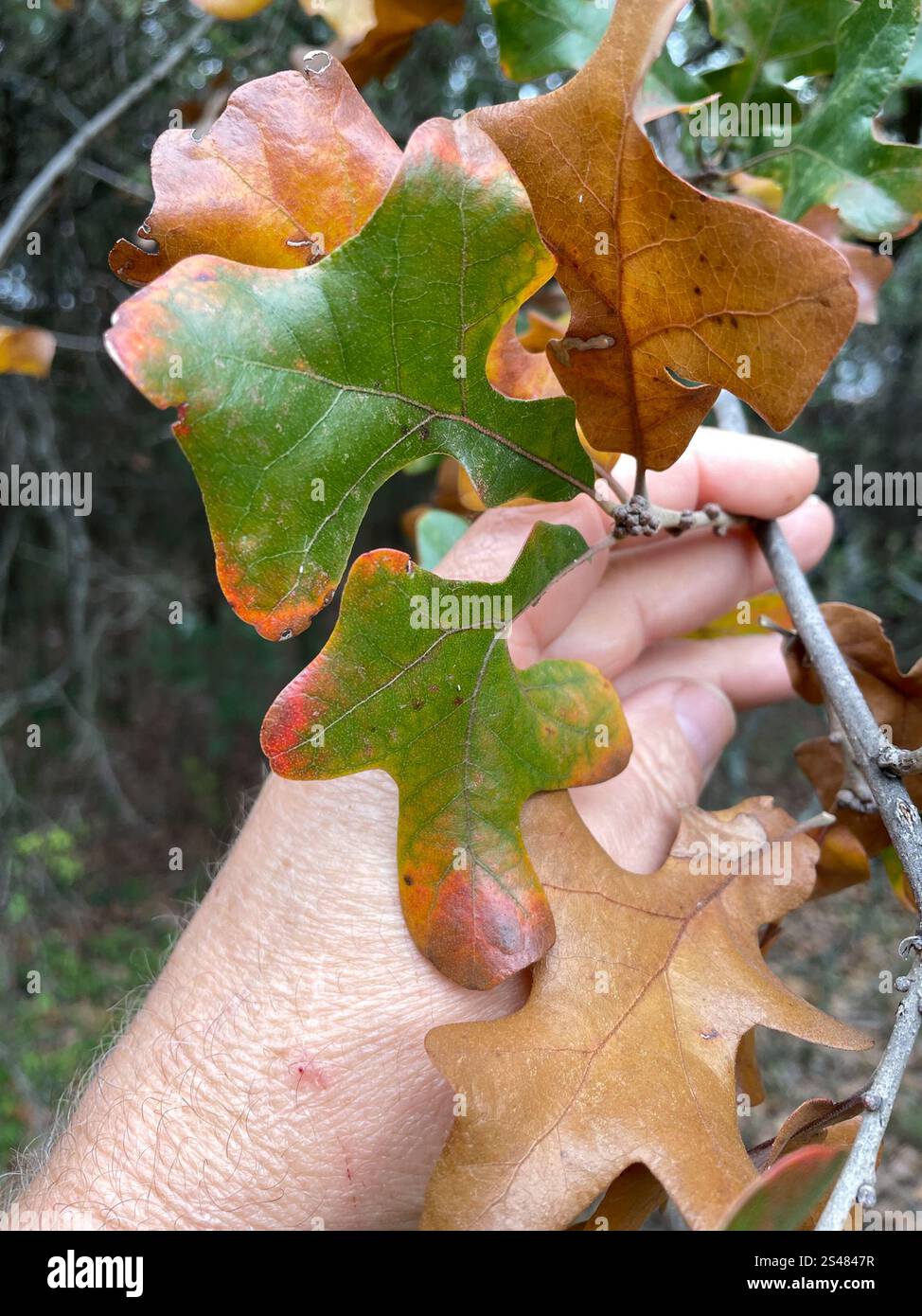 post oak (Quercus stellata Stock Photo - Alamy